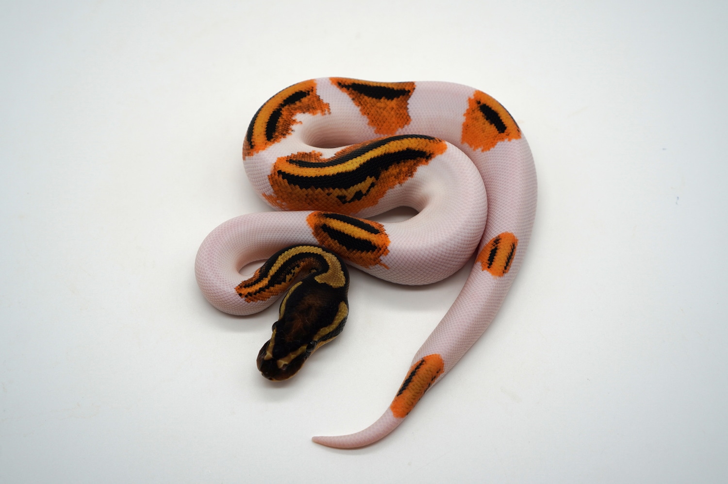 Orange Dream YB Leopard Pied Het Desert Ghost Ball Python by Ozzy Boids ...