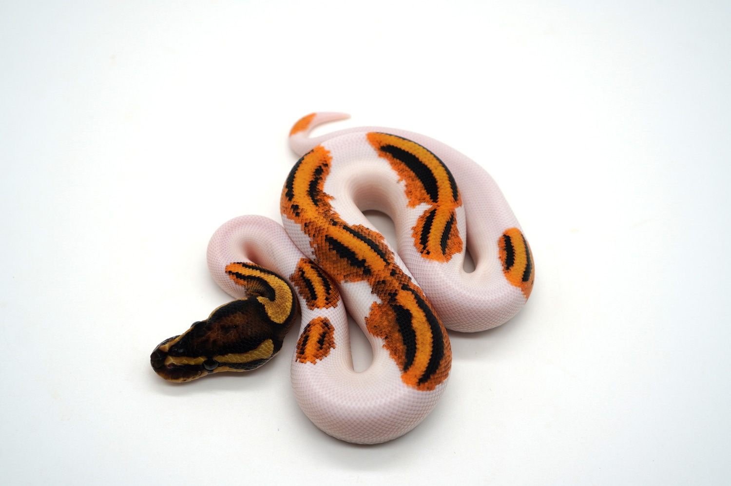 Orange Dream YB Leopard Pied Het Desert Ghost Ball Python by Ozzy Boids ...