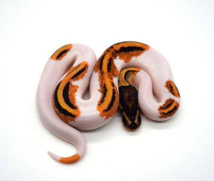 Orange Dream Leopard Desert Ghost Pied Ball Python by Ozzy Boids LLC ...