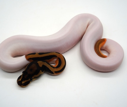 Orange Dream YB Enchi Hurricane Pied 50% Het Clown Ball Python by Ozzy ...