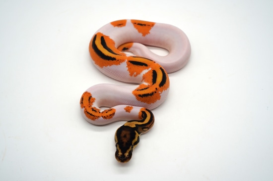 Super Orange Dream YB Pied Het Desert Ghost Ball Python by Ozzy Boids LLC