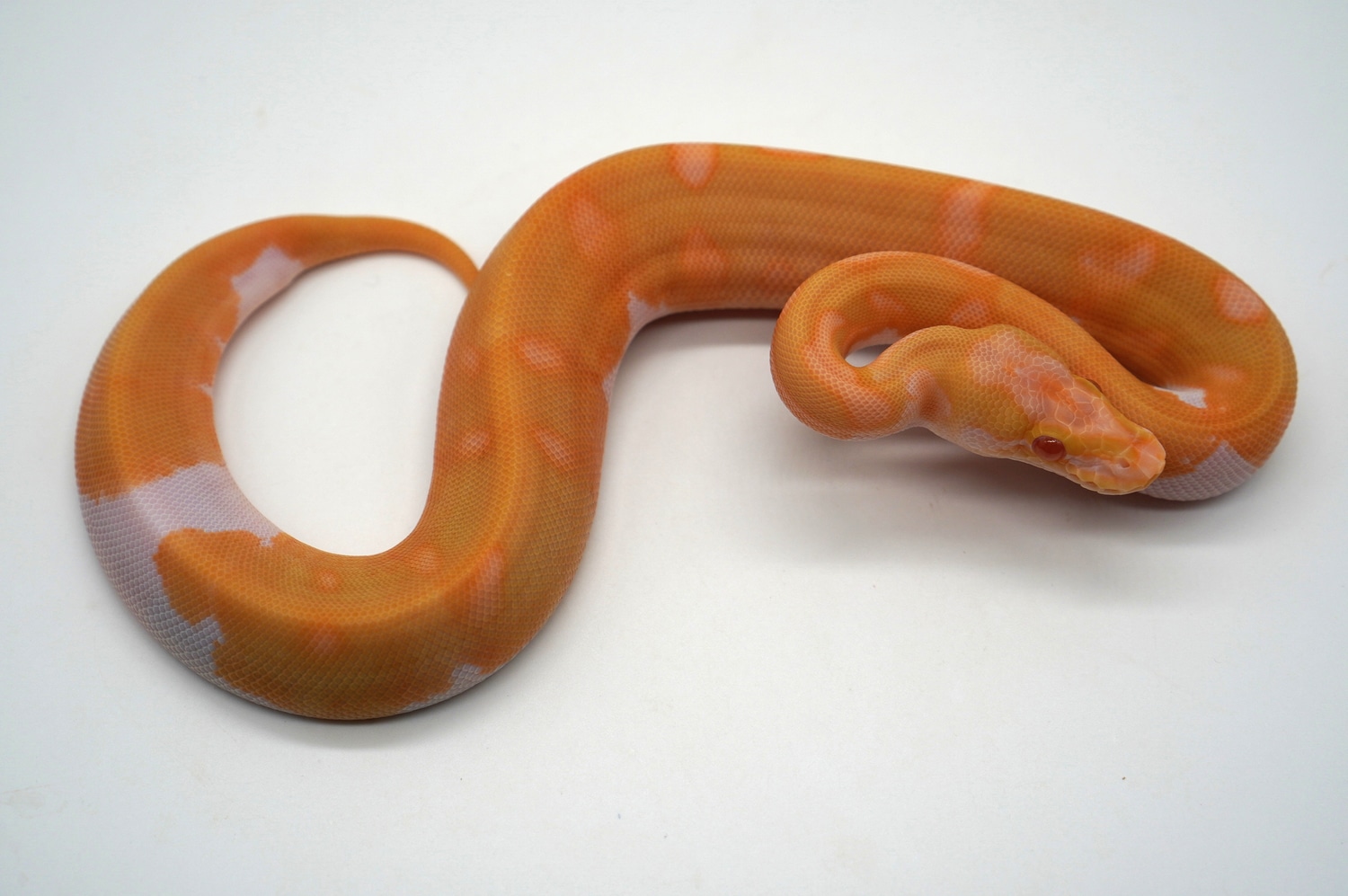 Enchi Candy Pied Ball Python by Ozzy Boids LLC - MorphMarket