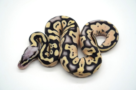 Super Pastel Desert Ghost Het VPI Axanthic Ball Python by Ozzy Boids LLC
