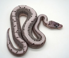 VPI Axanthic Desert Ghost Spinner Ball Python by Ozzy Boids LLC ...
