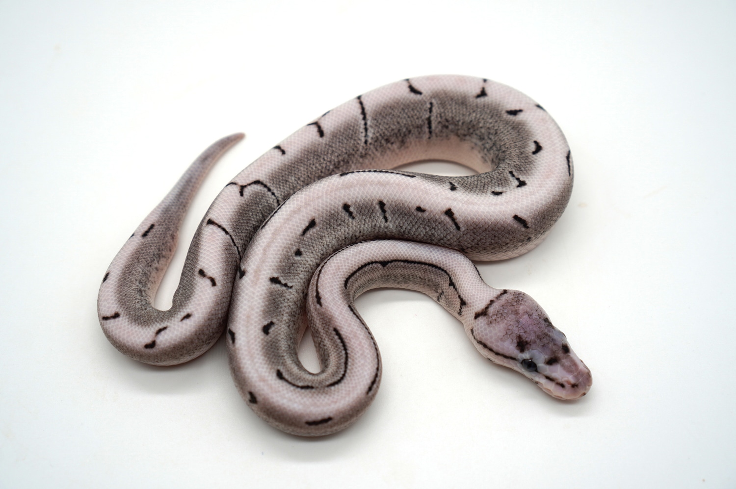 VPI Axanthic Desert Ghost Spinner Ball Python by Ozzy Boids LLC ...