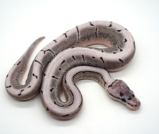 VPI Axanthic Desert Ghost Spinner Ball Python by Ozzy Boids LLC ...