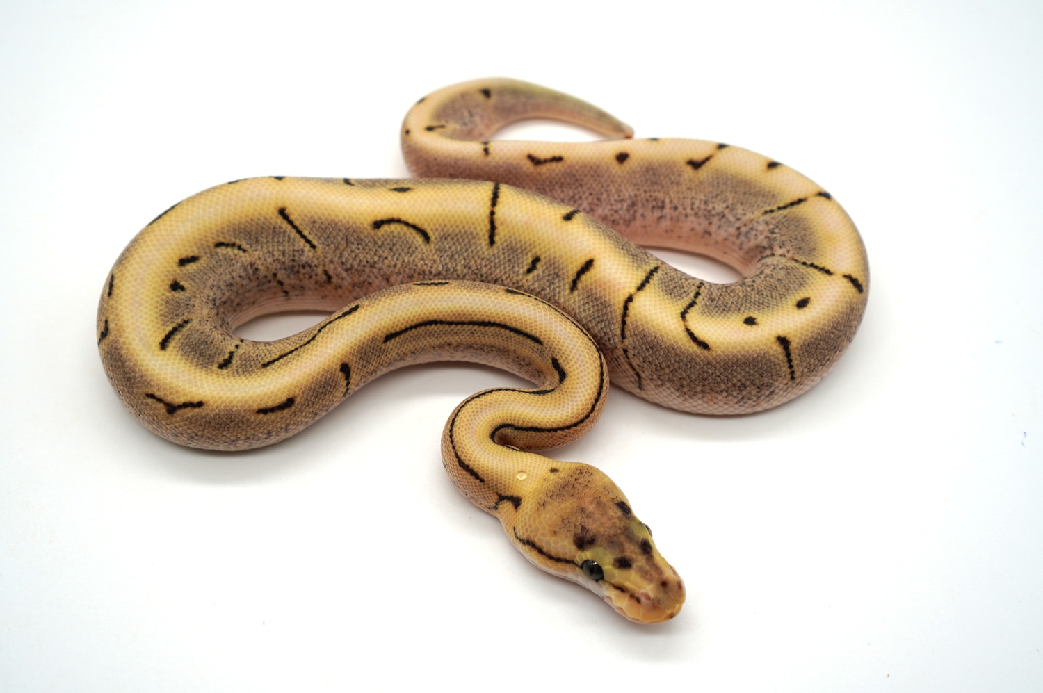 Desert Ghost Spinner Het VPI Axanthic Ball Python by Ozzy Boids LLC ...