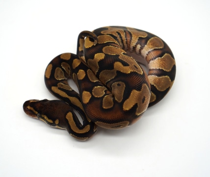 Super Orange Dream Pastel Puzzle Ball Python by Ozzy Boids LLC ...