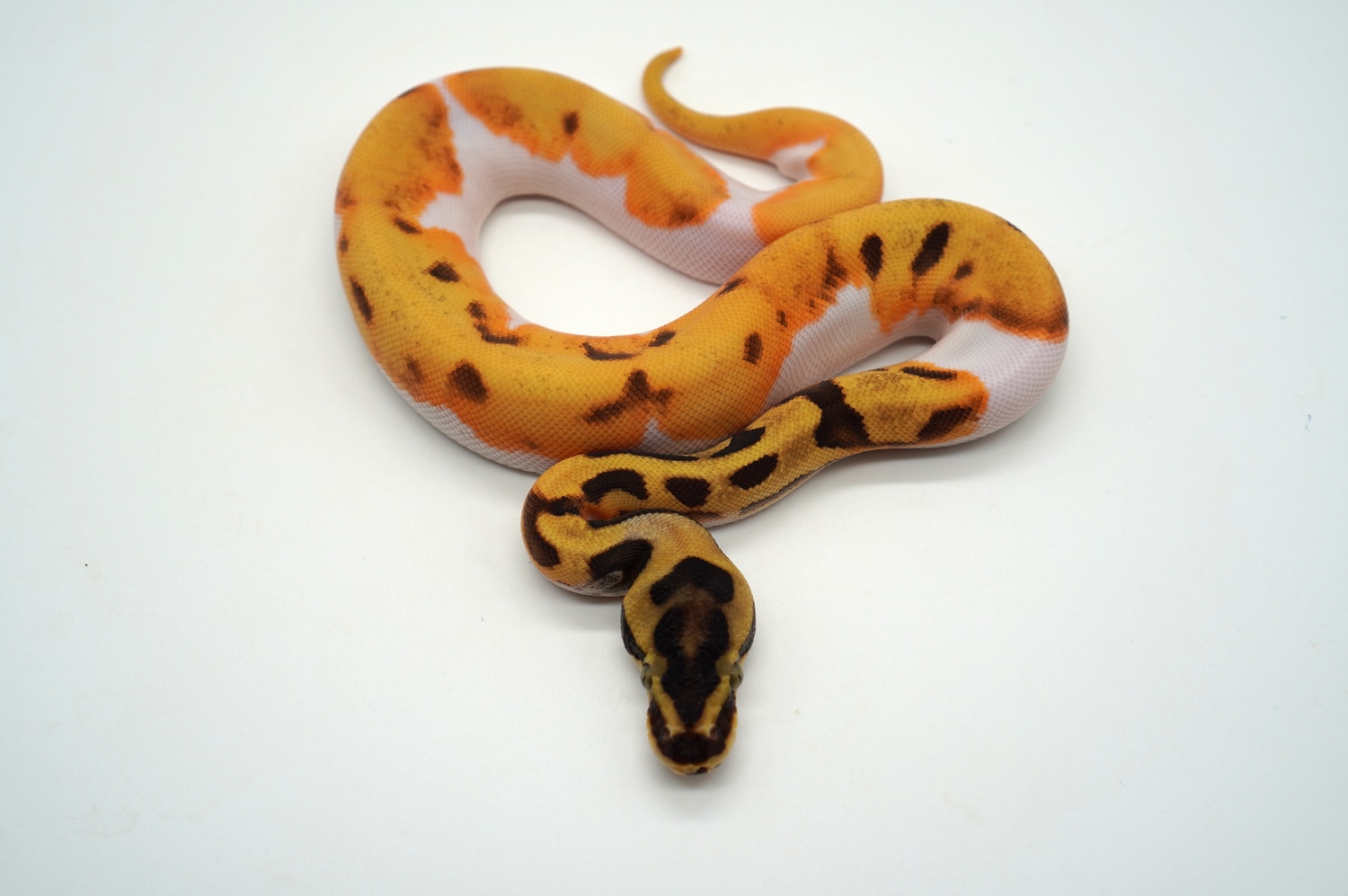 Orange Dream Enchi Pastel Leopard Pied Ball Python by Ozzy Boids LLC ...