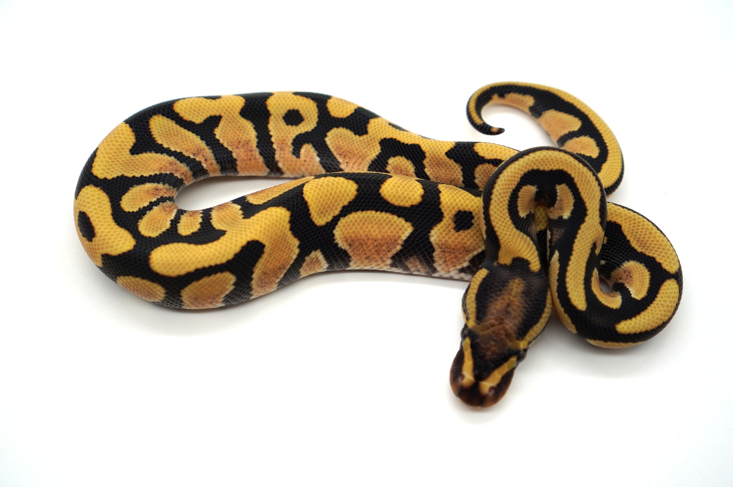 Yellow Belly Desert Ghost Ball Python by Ozzy Boids LLC - MorphMarket