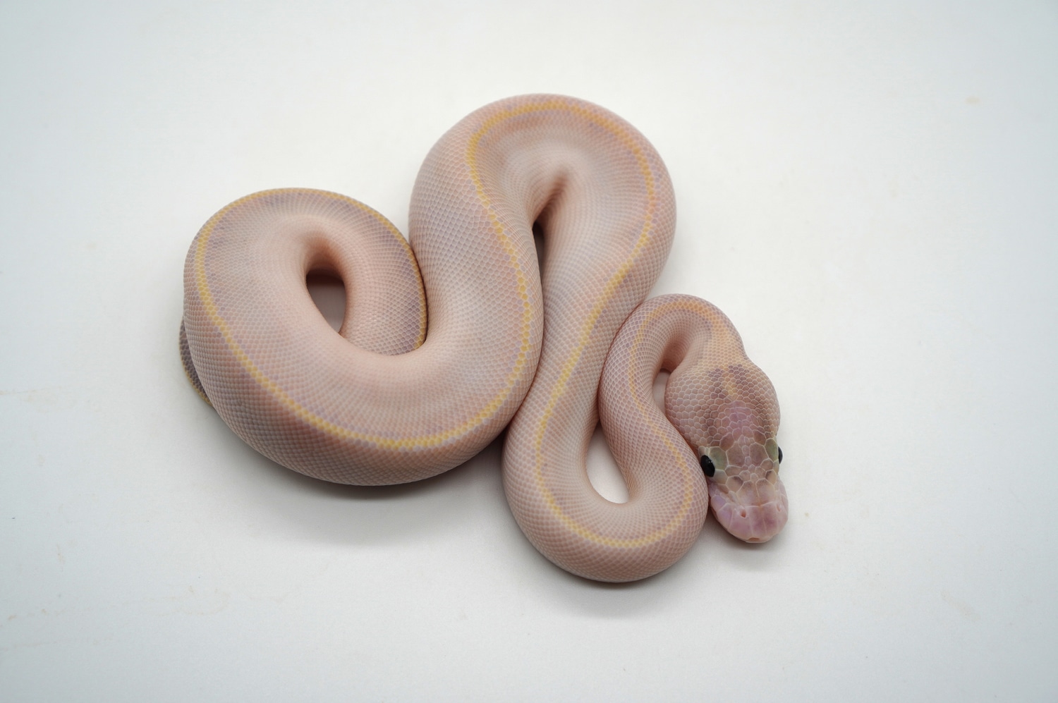 Ivory Het Desert Ghost (Possible Desert Ghost) Ball Python by Ozzy ...