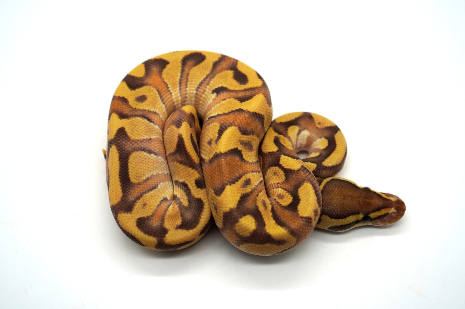 Pastave Enchi Fire DH Ultramel Clown Ball Python by Ozzy Boids LLC ...