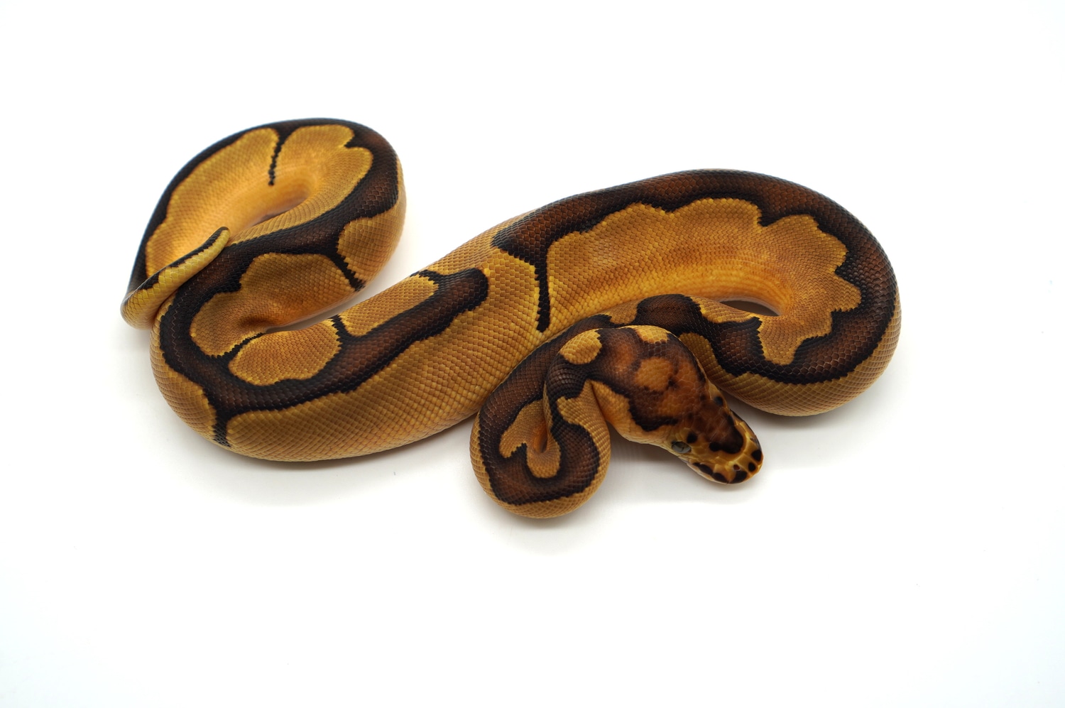 Enchi Clown Het Ultramel Ball Python by Ozzy Boids LLC - MorphMarket