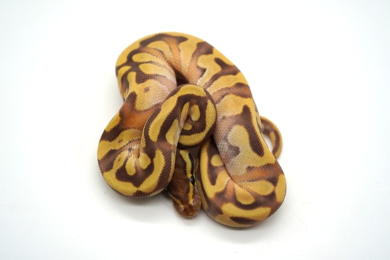 Orange Dream Fire Mojave DH Ultramel Clown Ball Python by Ozzy Boids LLC