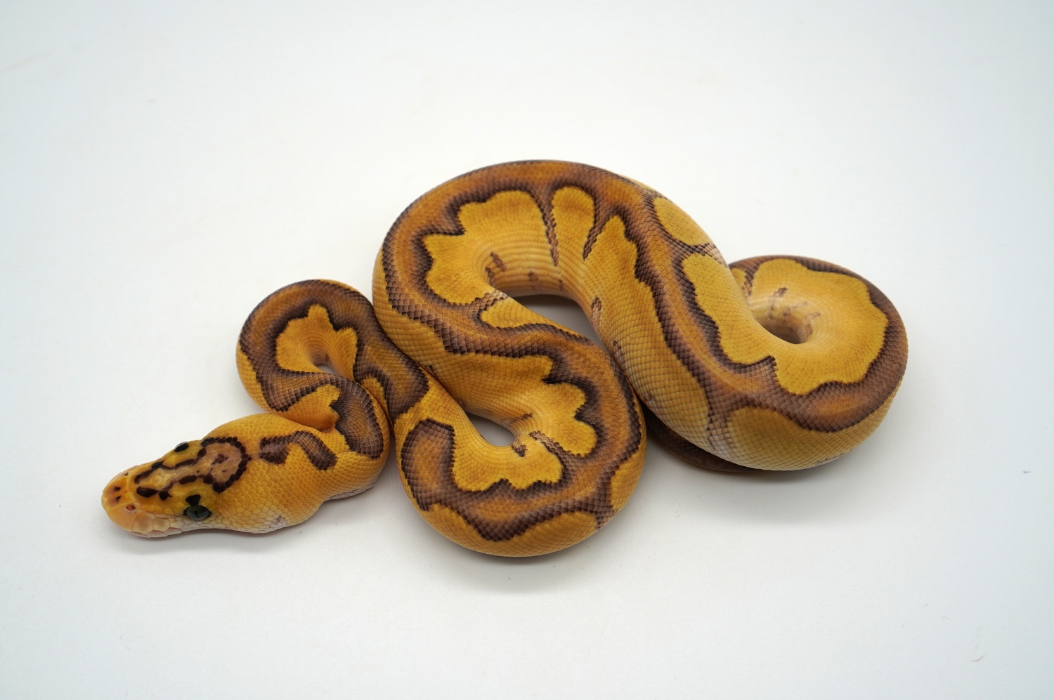 Pastave Enchi Clown Het Ultramel Ball Python by Ozzy Boids LLC ...