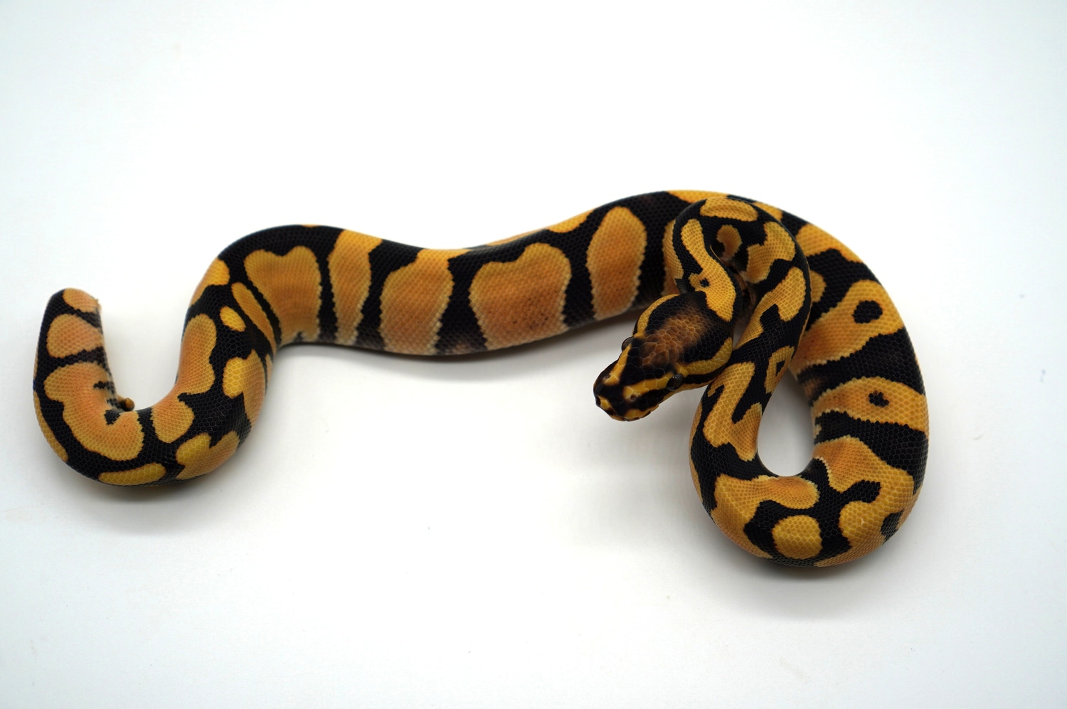 Orange Dream YB Desert Ghost Ball Python by Ozzy Boids LLC - MorphMarket