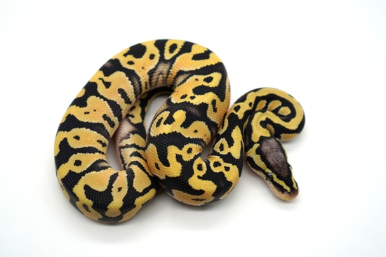 Pastel Desert Ghost Het Pied 66% Het VPI Axanthic Ball Python by Ozzy ...