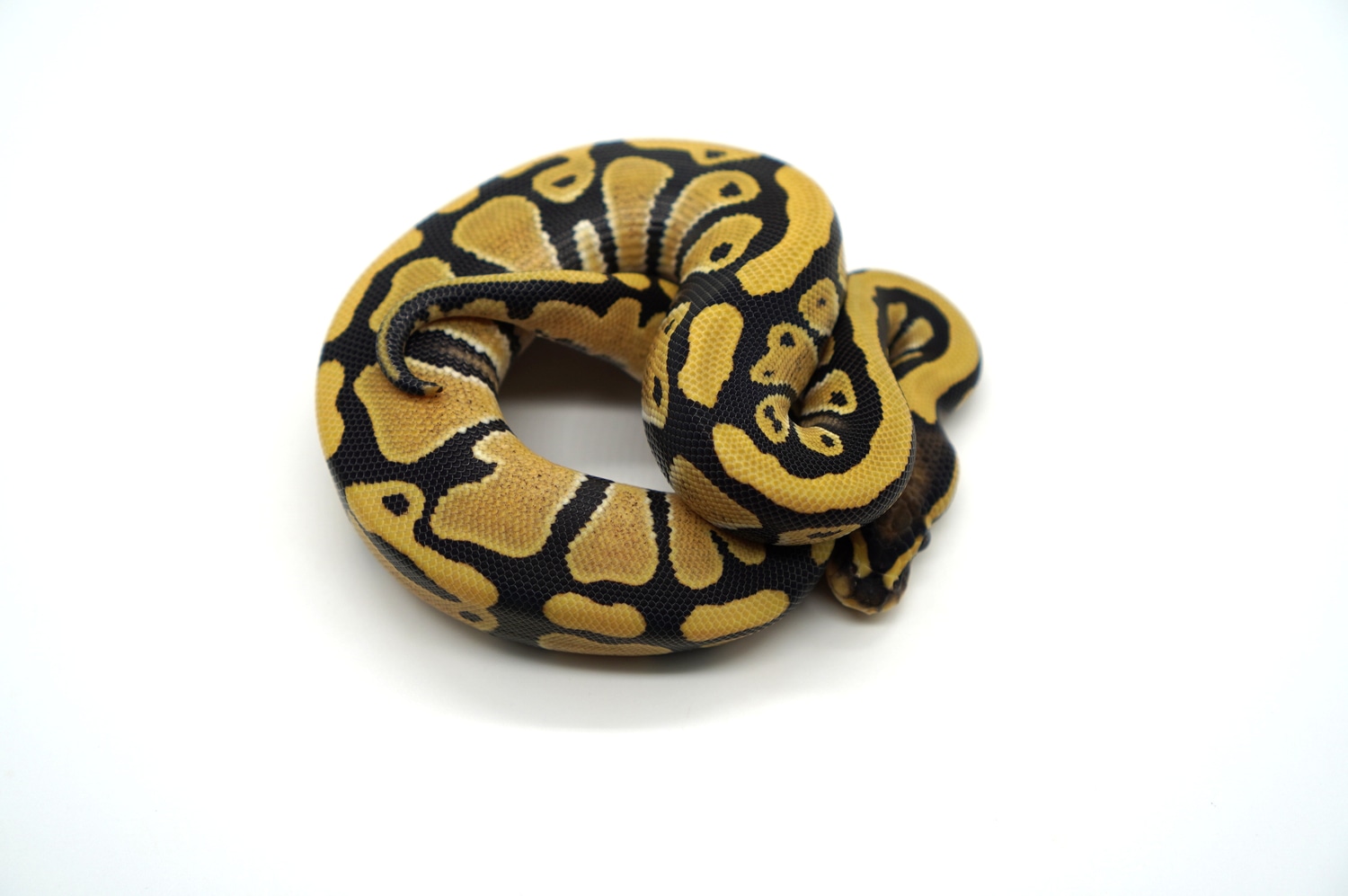 Desert Ghost Het Pied 66% Het VPI Axanthic Ball Python by Ozzy Boids ...