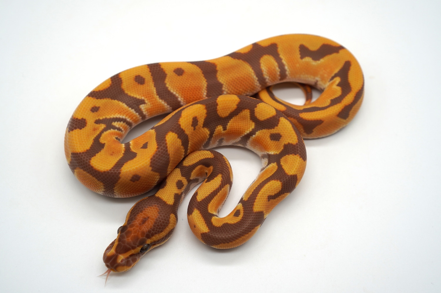 Orange Dream Ultramel Het Desert Ghost Ball Python by Ozzy Boids LLC ...