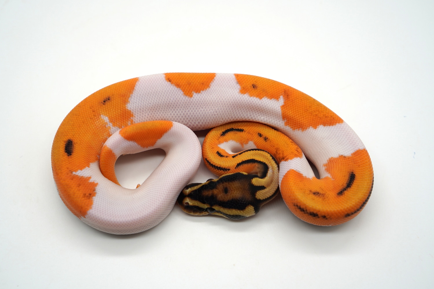 Super Orange Dream Enchi Pied Het Hypo 66% Het Ultramel Ball Python by ...