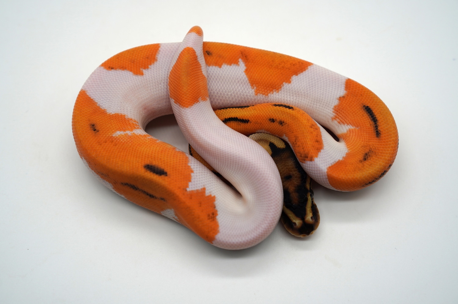 Super Orange Dream Enchi Pied Het Hypo 66% Het Ultramel Ball Python by ...