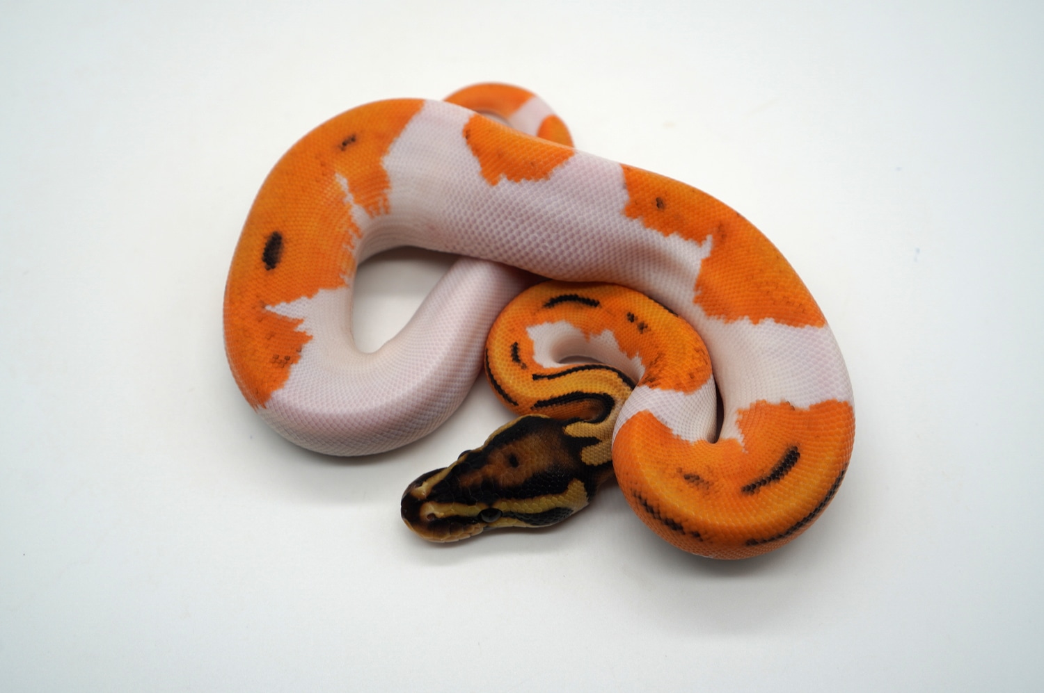 Super Orange Dream Enchi Pied Het Hypo 66% Het Ultramel Ball Python by ...