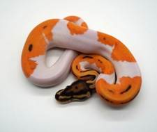 Super Orange Dream Enchi Pied Het Hypo 66% Het Ultramel Ball Python by ...