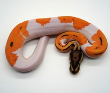 Super Orange Dream Enchi Pied Het Hypo 66% Het Ultramel Ball Python by ...