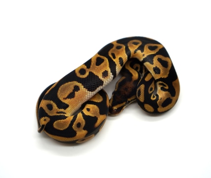 Orange Dream YB Leopard Pied Het Desert Ghost Ball Python by Ozzy Boids ...