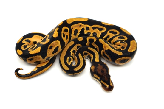 Orange Dream YB Leopard 66% Het Desert Ghost Ball Python by Ozzy Boids LLC