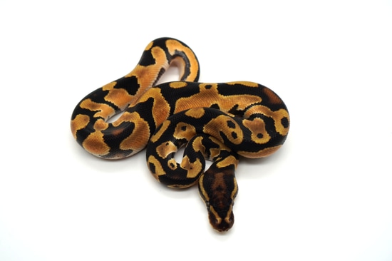 Orange Dream DH Ultramel Desert Ghost Ball Python by Ozzy Boids LLC