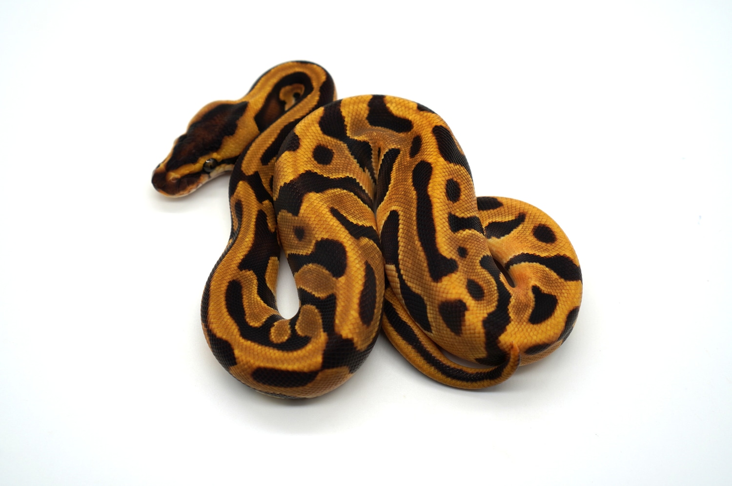 Orange Dream Enchi Leopard DH Lavender Clown Ball Python by Ozzy Boids ...