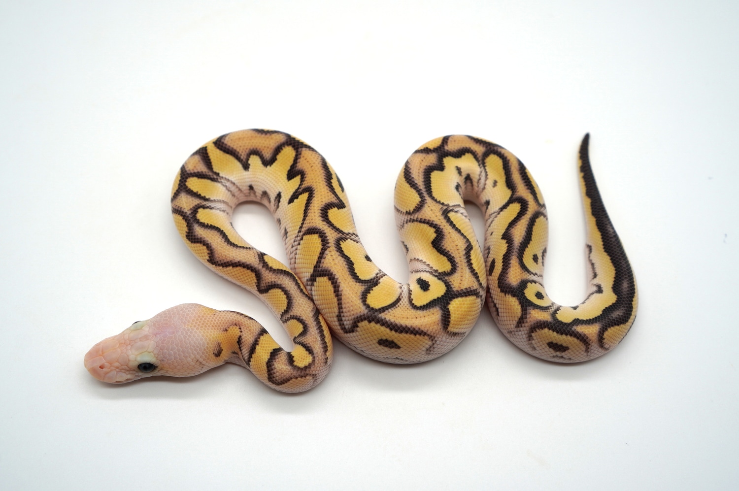 Orange Dream Pastave Desert Ghost Clown (Pos YB) Ball Python by Ozzy ...