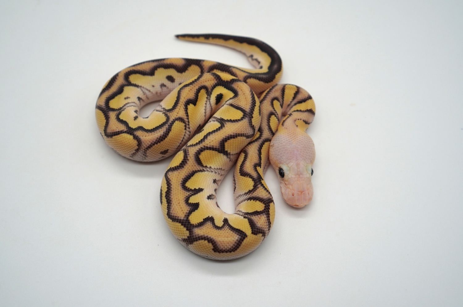 Orange Dream Pastave Desert Ghost Clown (Pos YB) Ball Python by Ozzy ...