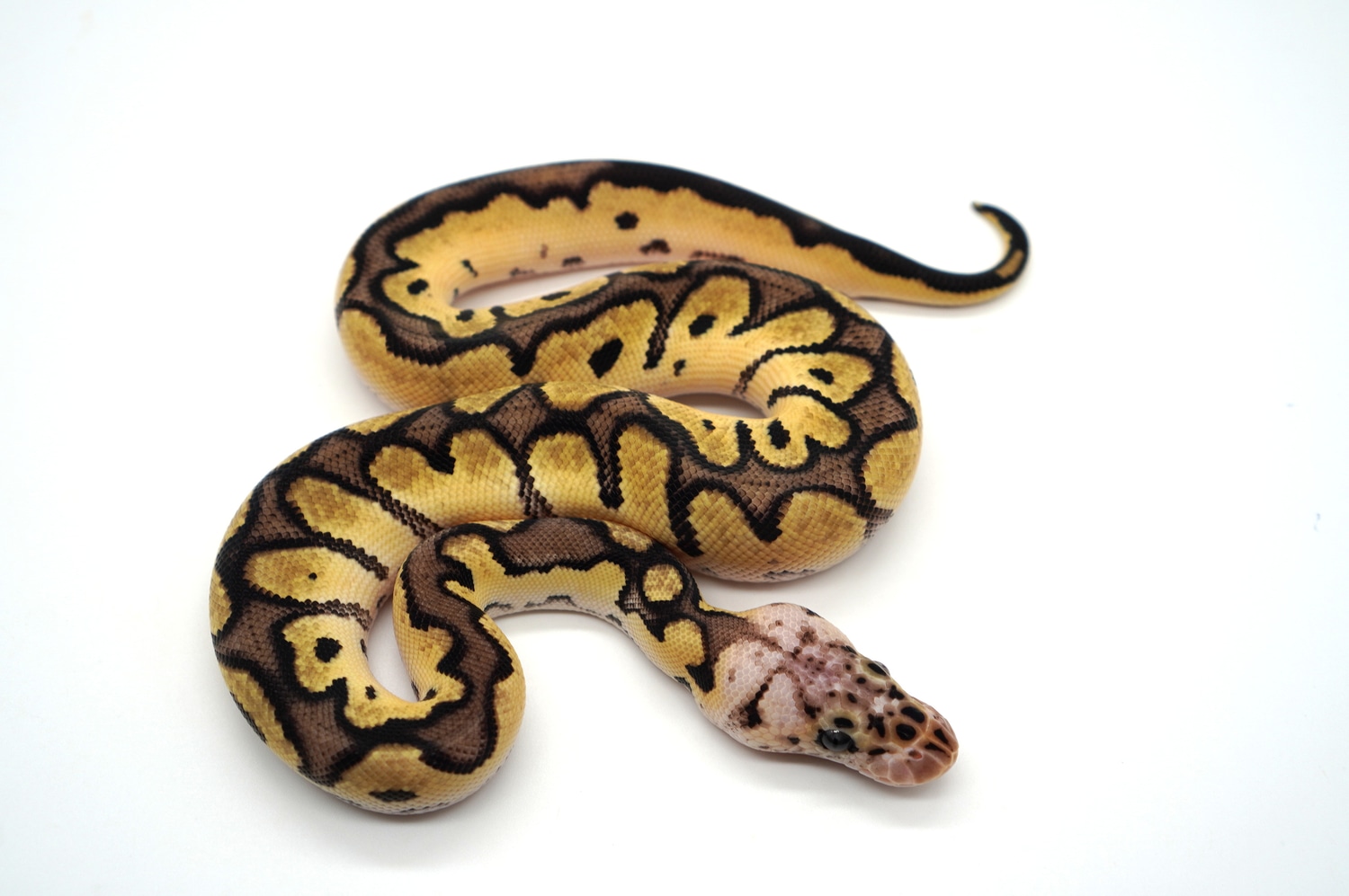 Orange Dream Pastel Clown 66% Het Desert Ghost Ball Python by Ozzy ...
