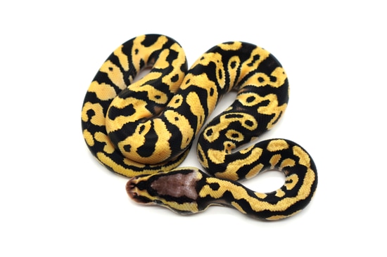 Orange Dream Pastel Dinker Het Clown 66% Het Desert Ghost Ball Python ...