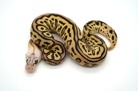 Pastel Phantom Batman Ball Python by Ozzy Boids LLC