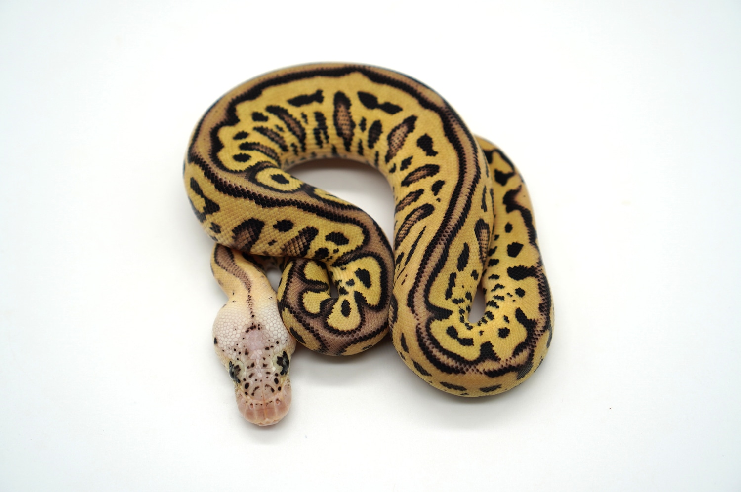 Pastel Phantom Batman Ball Python by Ozzy Boids LLC - MorphMarket