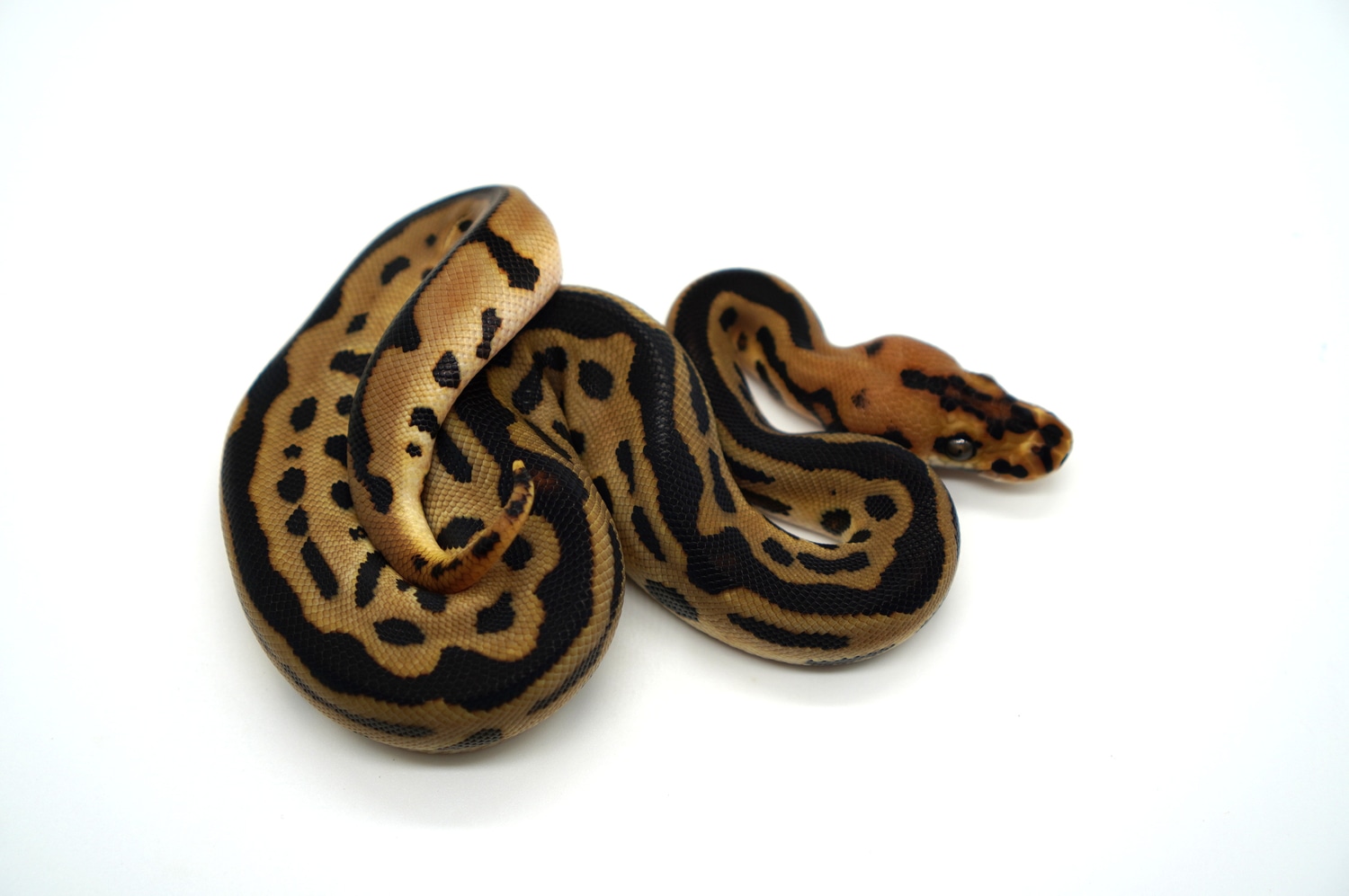 Batman Ball Python by Ozzy Boids LLC - MorphMarket