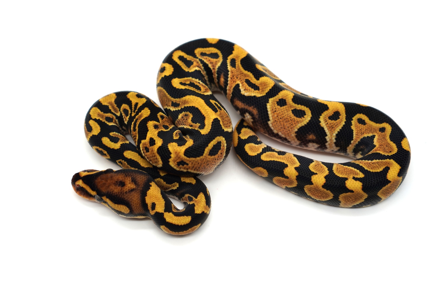 Lace YB/Asphalt Het Clown Ball Python by Ozzy Boids LLC - MorphMarket