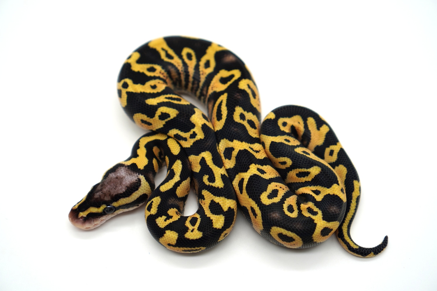 Orange Dream Pastel Lace YB/Asphalt Het Clown Ball Python by Ozzy Boids ...