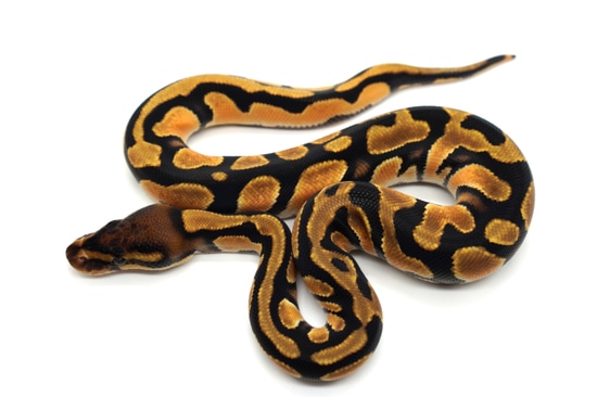 Super Orange Dream DH Desert Ghost Pied Ball Python by Ozzy Boids LLC