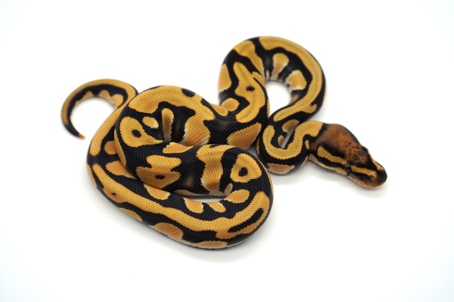 Super Orange Dream Desert Ghost Het Pied Ball Python by Ozzy Boids LLC ...