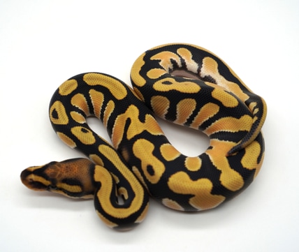 Orange Dream YB Leopard Pied Het Desert Ghost Ball Python by Ozzy Boids ...