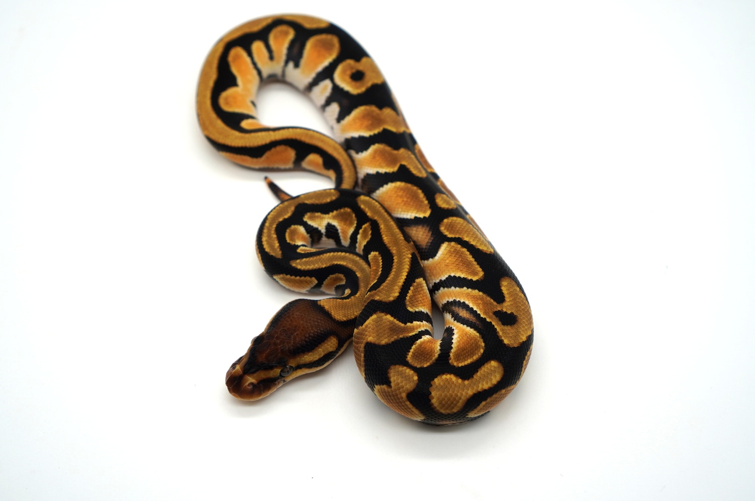 Super Orange Dream DH Desert Ghost Pied Ball Python by Ozzy Boids LLC ...