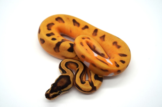 Orange Dream YB Enchi Pied Het Hypo 50% Het Ultramel Ball Python by ...