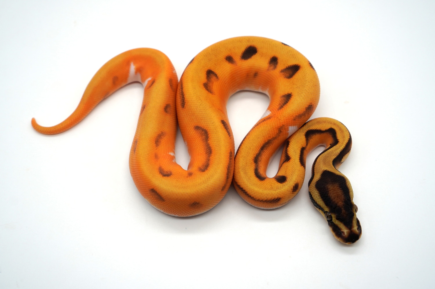 Super Orange Dream YB Enchi Pied Het Hypo 50% Het Ultramel Ball Python ...
