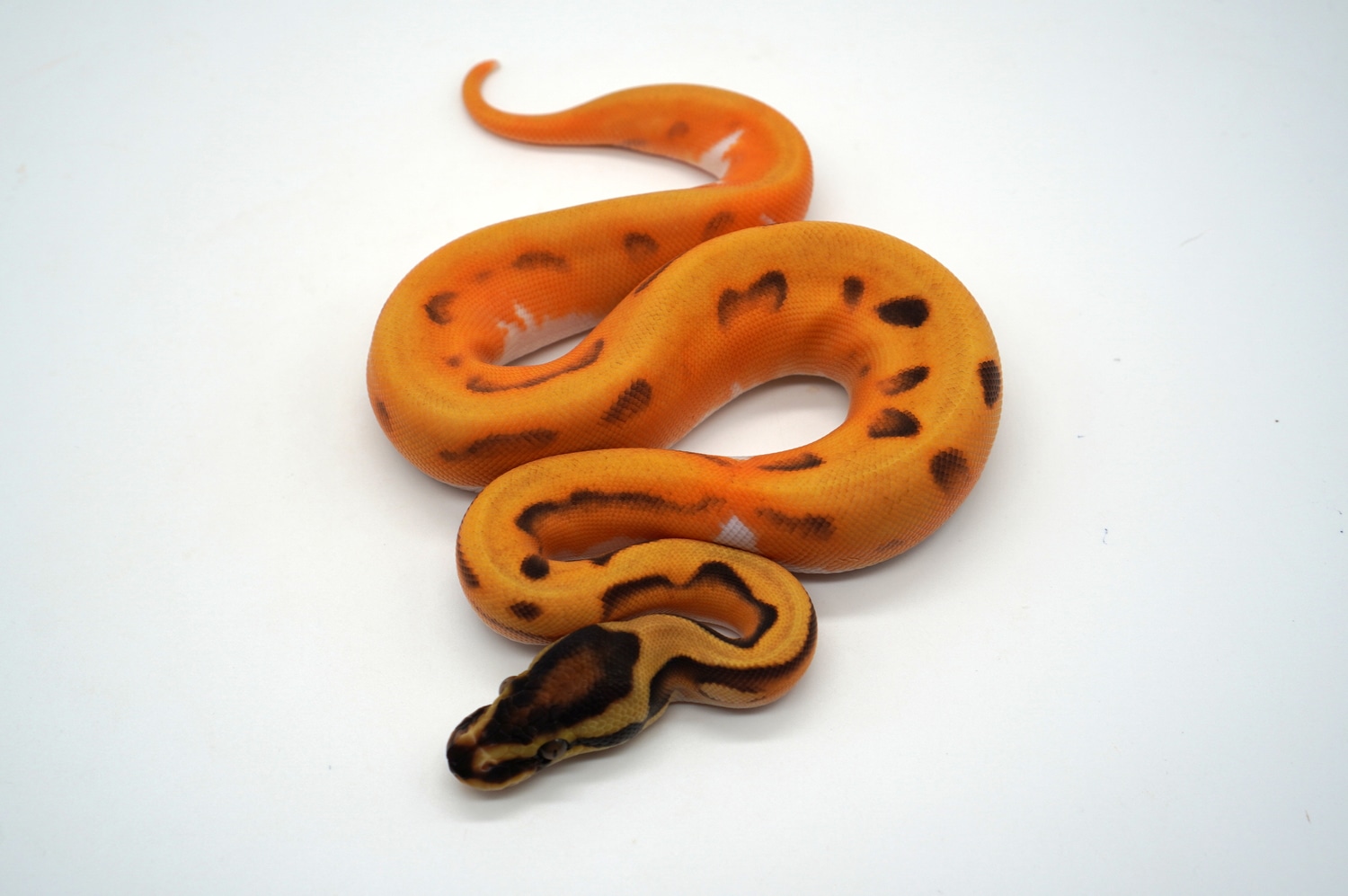 Super Orange Dream YB Enchi Pied Het Hypo 50% Het Ultramel Ball Python ...