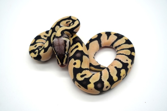 Pastel Desert Ghost DH VPI Axanthi Genetic Stripe Ball Python by Ozzy ...