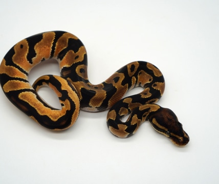High Intensity Orange Dream YB Enchi Leopard Clown Ball Python by Ozzy ...